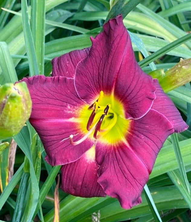 Blueberry bagel, perennial Daylily – Daylilies on the Prairie