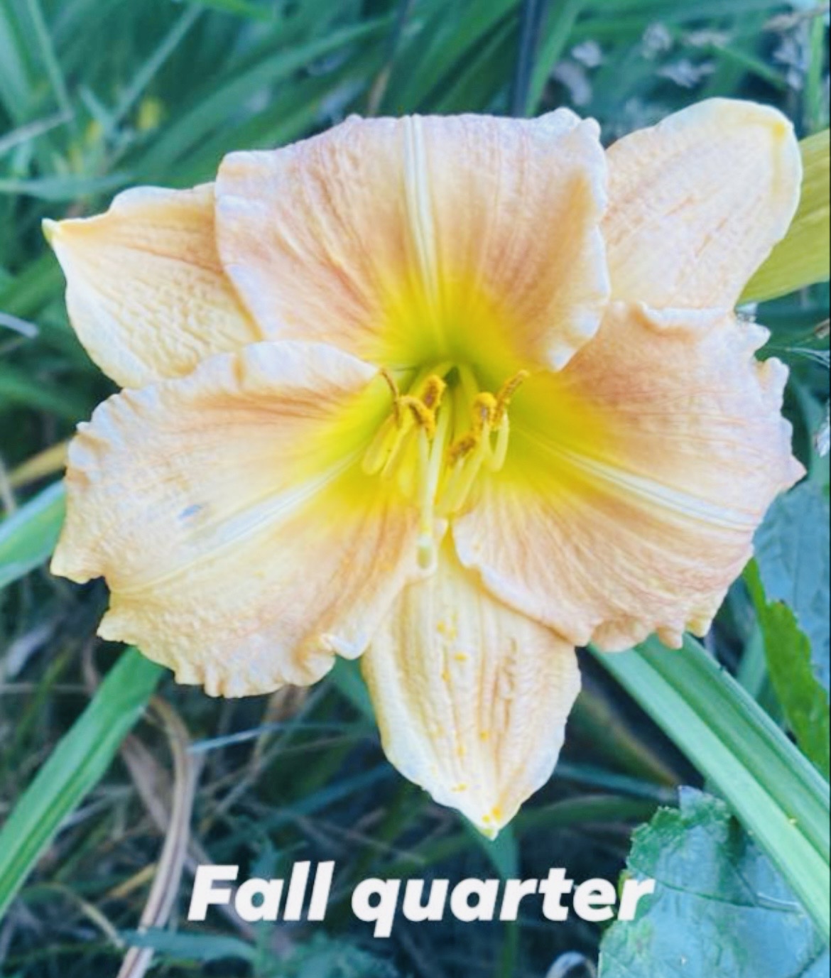 Fall Quarter – Daylilies on the Prairie
