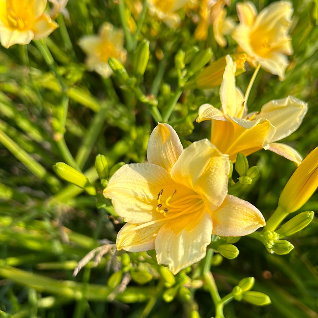 Mini minx – Daylilies on the Prairie