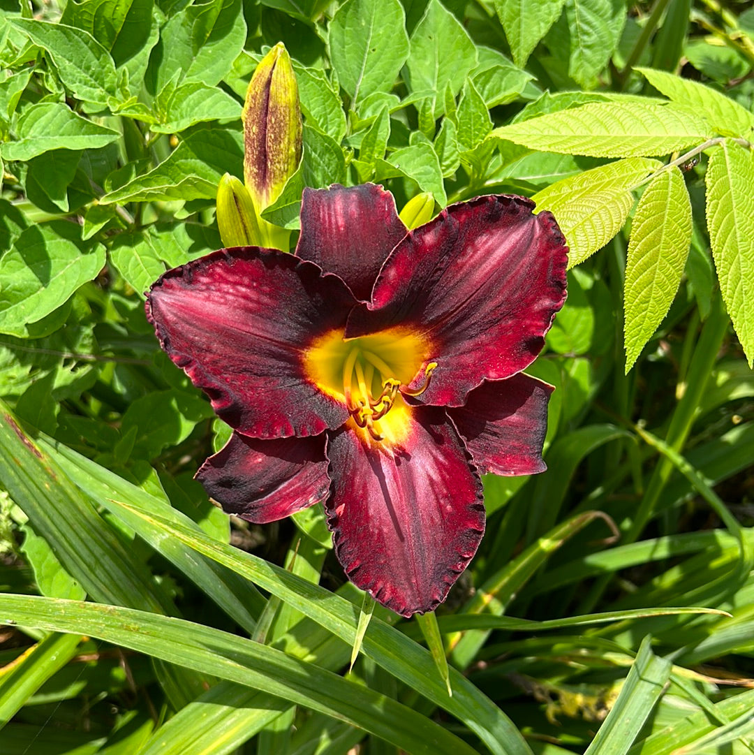 Midnight Magic, perennial Daylily – Daylilies on the Prairie