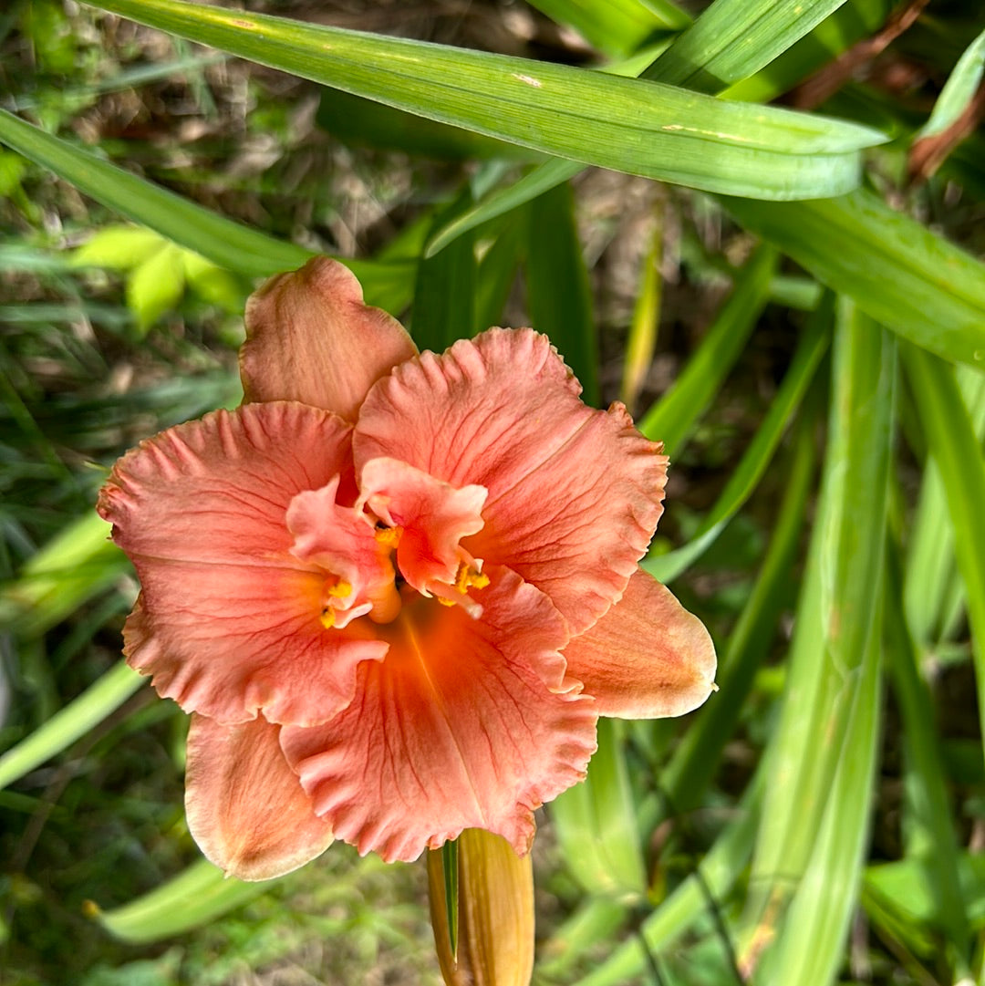 Jan’s little rascal, perennial Daylily – Daylilies on the Prairie