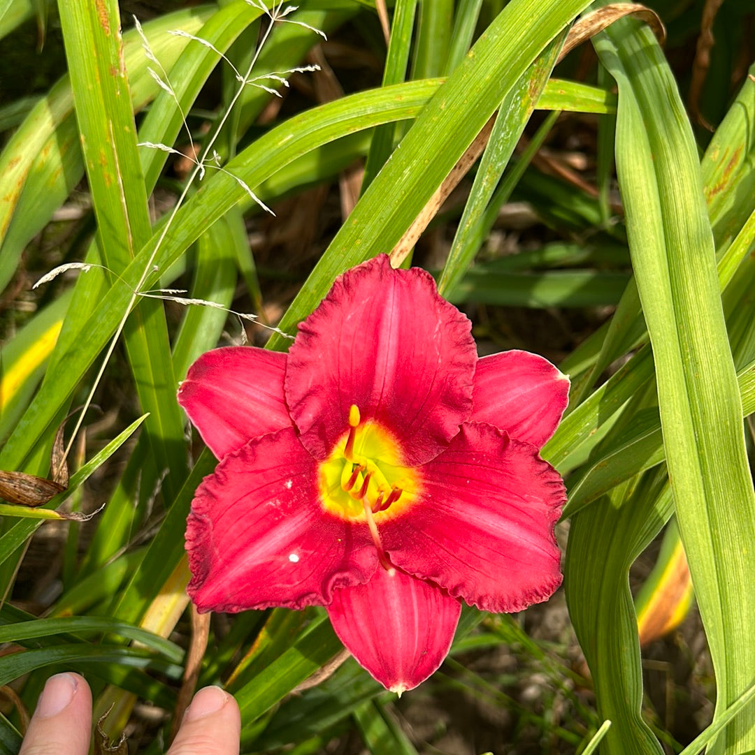 Woodside Ruby, perennial Daylily – Daylilies on the Prairie