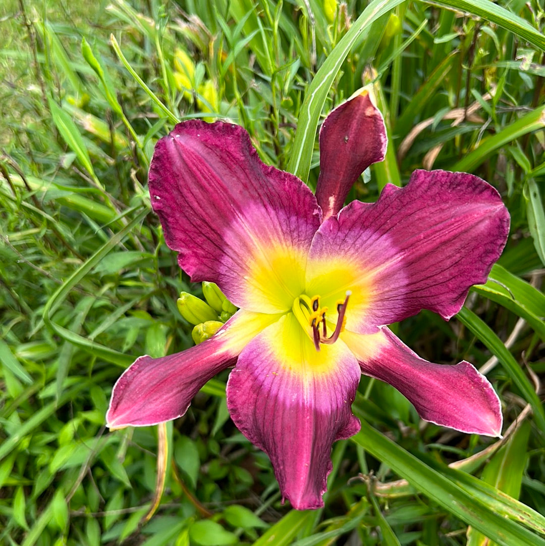 Raptor, perennial Daylily – Daylilies on the Prairie