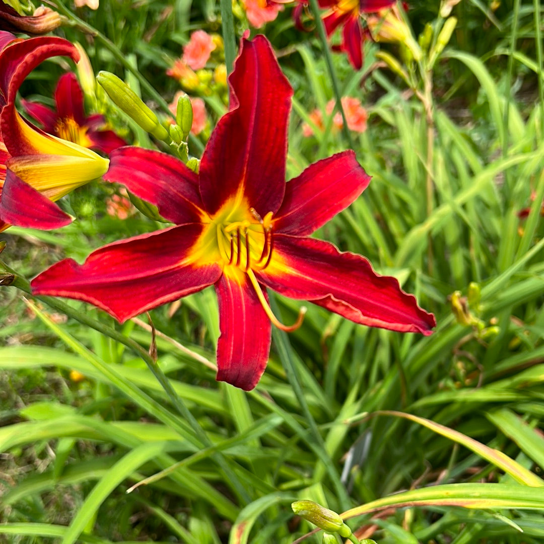 Hummingbird, perennial Daylily – Daylilies on the Prairie