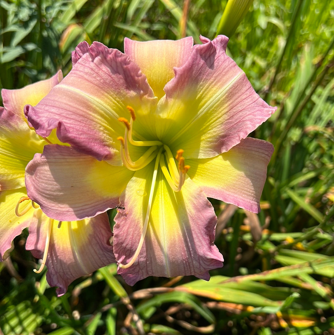Regency Heights – Daylilies on the Prairie
