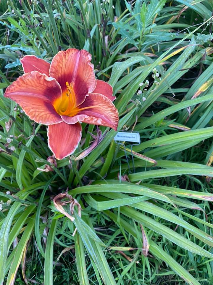 Bronzed Apollo Daylily Perennial Plant – Daylilies on the Prairie