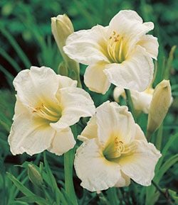 English Cameo Daylily Perennial Plant – Daylilies on the Prairie