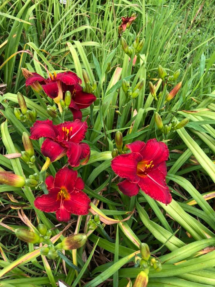Jackson Ruby Daylily Perennial Plant – Daylilies on the Prairie
